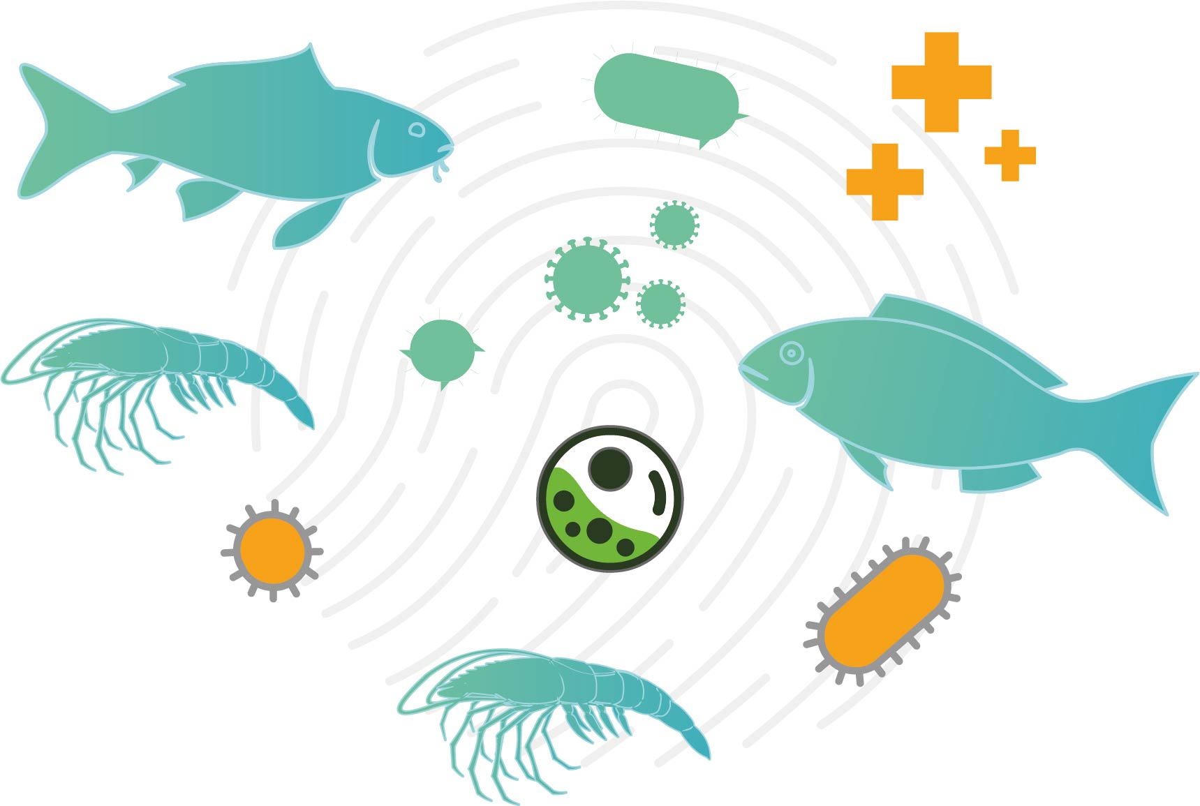 About Us – Dailyfish